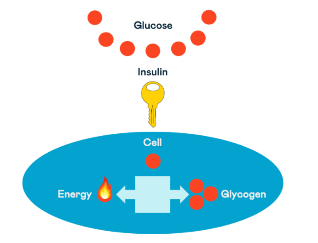 Insulin and the personal fat threshold | Weight loss tips