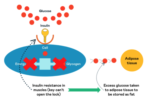 Insulin resistance and the personal fat threshold | Weight loss tips